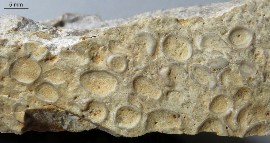 Großgeschiebe aus der Niederlausitz – Porphyre und Vulkanite ...